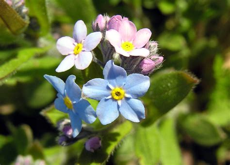 100 Forget Me Not Flower Wallpapers