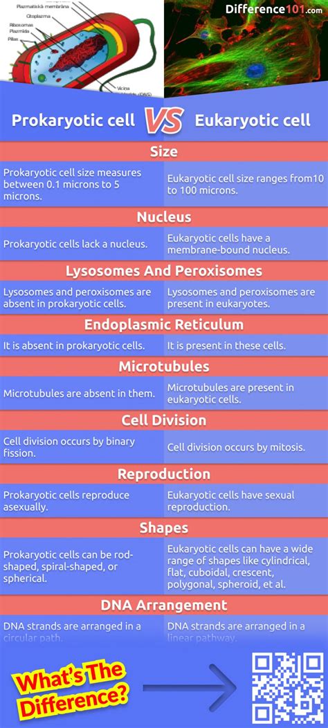 Eukaryotic Cells Examples