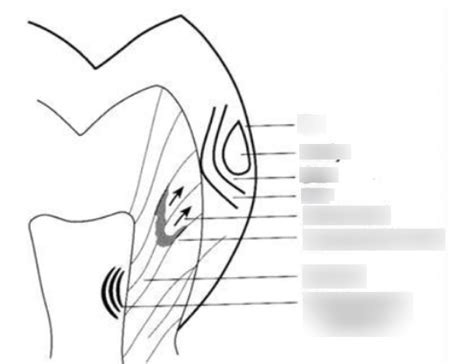 Dent262a Oral Bio Diagram Dental Caries Histology Diagram Quizlet