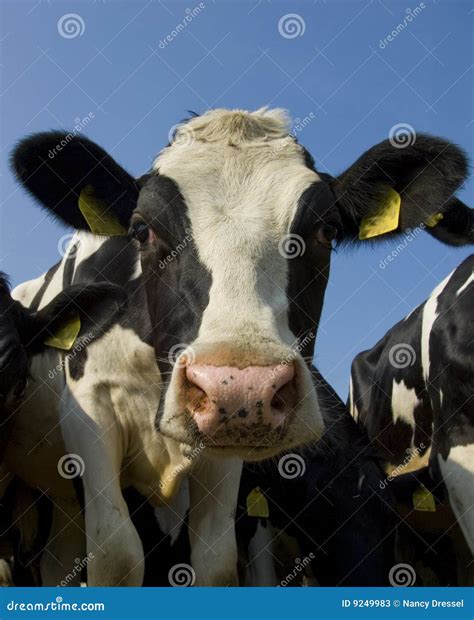 Vaca Joven Imagen De Archivo Imagen De Divertido Amplio 9249983