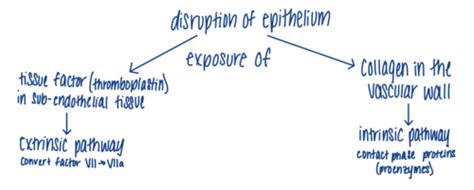 Clin Lab Coagulation Testing Flashcards Quizlet