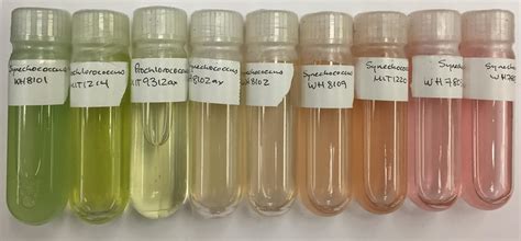 Prochlorococcus And Synechococcus Cultures Photo Taken By Flickr