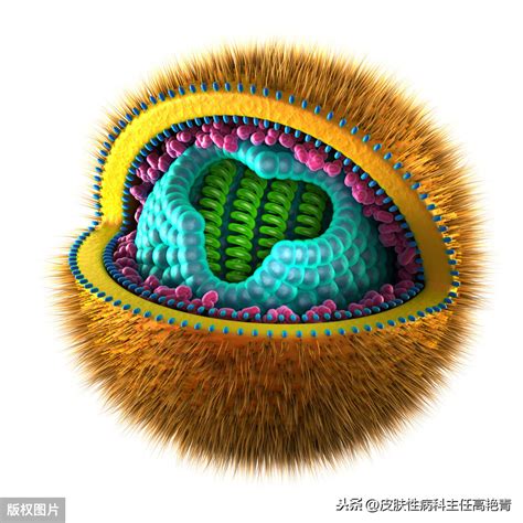 生殖器疱疹复发频繁怎么办（生殖器疱疹反复发作，找对原因很关键） 说明书网