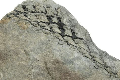 6 2 Pennsylvanian Fossil Scale Tree Lepidodendron Plate Kentucky 224694 For Sale