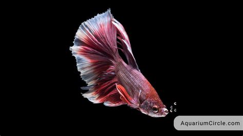 Betta Fish Water Temperature What Is The Ideal Range Of Betta Fish