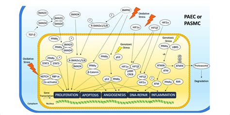 Transcription Factor Complexes In The Pulmonary Vasculature Related To Download Scientific