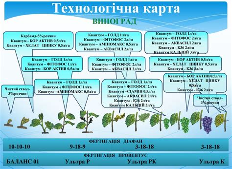 Виноград система живлення від «Агровіо Україна Агровіо Україна