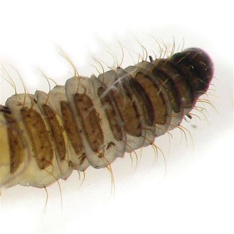 Moth Fly Larvae Clogmia Albipunctata Moth Fly Larvae Moth