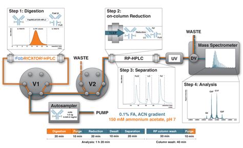 Genovis Automated Antibody Subunit Analysis