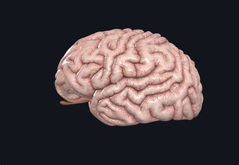 Chapter 58 Cerebral Cortex Intellectual Functions Of The Brain Learning And Memory Diagram