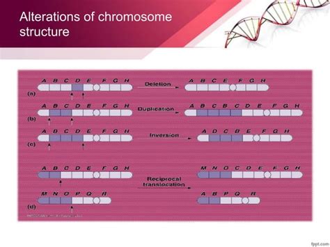 Chromosomal Basis Of Inheritance Pptx Genetics Science