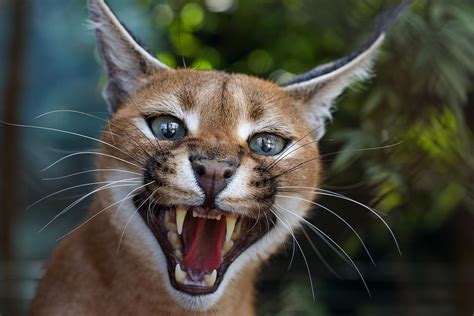 Caracal Feline Cat Free Photo On Pixabay