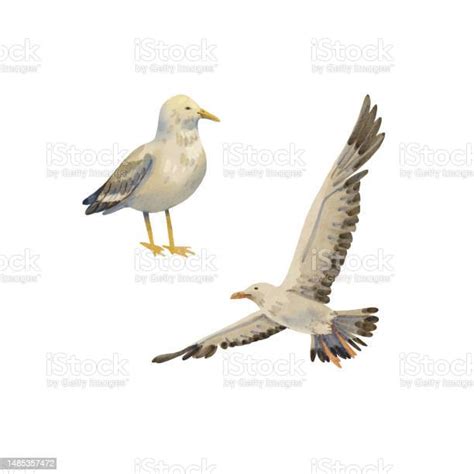 두 개의 흰 갈매기 세트 바닷새의 수채화 그림입니다 컬렉션 아일랜드 하늘의 알바트 로스 크고 회색의 날아 다니는 새 만화 스타일 여름을 모티브로 합니다 엽서 팩 디자인에
