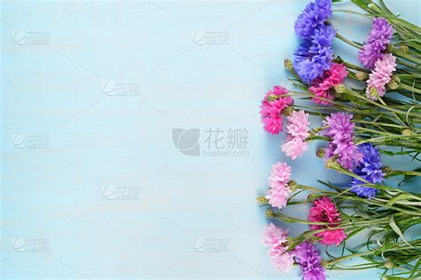 矢车菊在蓝色背景与复制空间