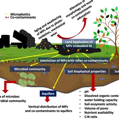 Impacts Of Microplastics On Different Components Of Terrestrial Ecosystem Download Scientific
