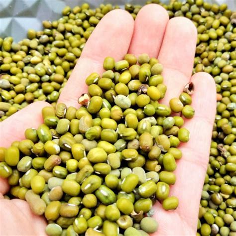 Seeds Of Mung Bean Vigna Radiata The Original Garden
