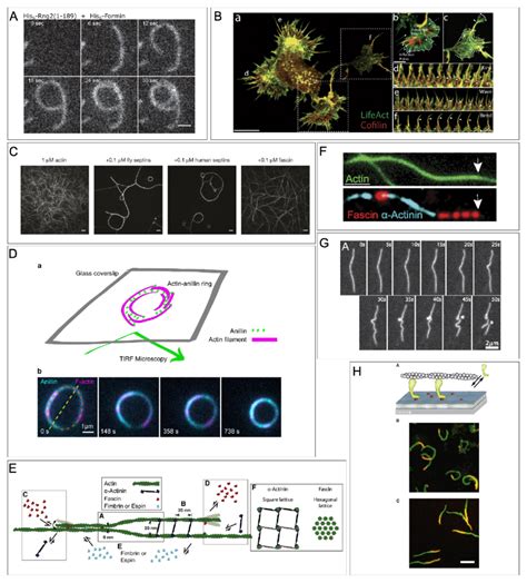 Actin Bending By Different Types Of Actin Binding Proteins A Actin