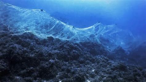 What Is The Gill Net Nettingland