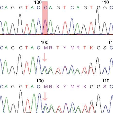 Figure S1 Represents DNA Sequence Analysis Of Exon 14 Notes The Download Scientific Diagram
