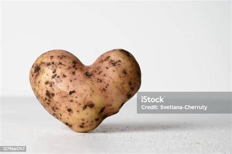 흰색에 심장 모양의 비정상적인 감자 컨셉은 유기농 천연 자생 추한 채소를 좋아합니다 닫습니다 공간을 복사합니다 0명에 대한 스톡 사진 및 기타 이미지 Istock