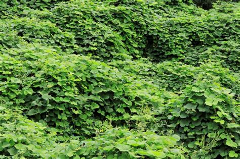 Kudzu Removal Local Pros