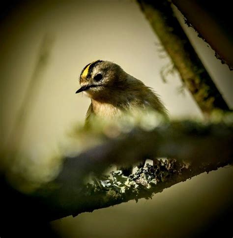 February Wildlife Gallery Warwickshire Wildlife Trust