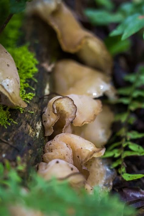 Fungus On Decaying Wood Bracket Fungus On Tree Bark Lamellar Fungus