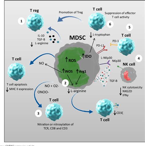 Figure 1 From Human Myeloid ­derived Suppressor Cells In Solid Organ Transplantation Semantic
