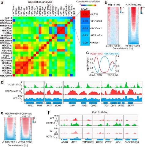 李珊珊 余希岚团队揭示糖代谢特异性调控端粒结构的新机制 湖北大学科学技术发展研究院