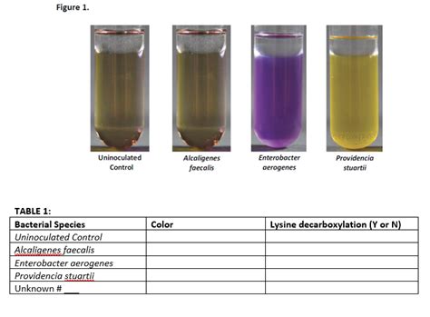 Lysine Decarboxylase Test Reaction