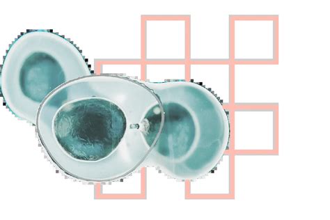 Assess Live Cell Function Pixel Applications Cytotronics