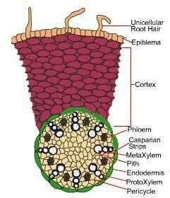 Monocot Root Plant Science Biology Plants Teaching Biology