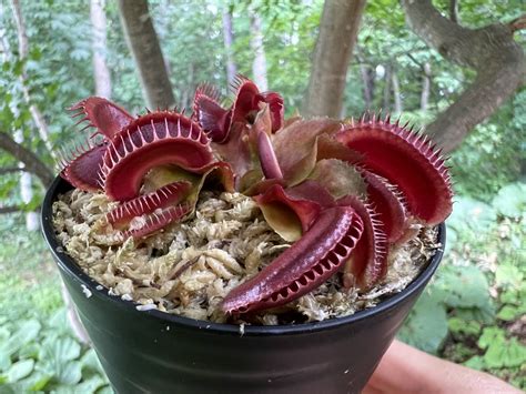 Yahoo オークション Dionaea Muscipula ”carnivoria Ramesse I”・