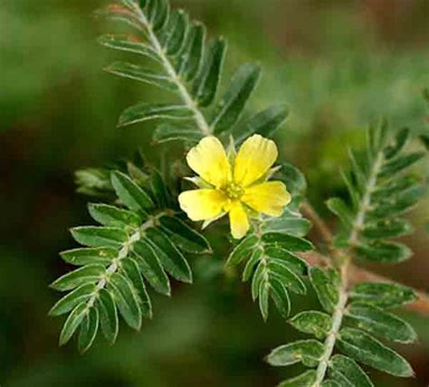 Herbal Treatments For Erectile Dysfunction Herb Remedies Herbal
