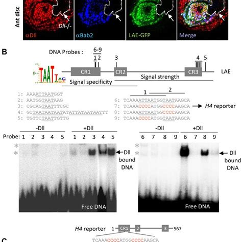 3 Mitotic Recombination Using The Flp Frt System In Cells Download Scientific Diagram