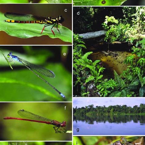 3 Some Odonatological Highlights At Lokutu A Male Chlorocypha Cf