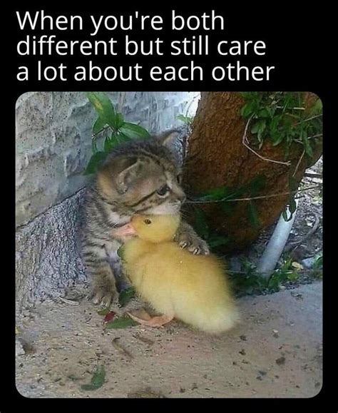 Cries In Wholesome Cats Know Your Meme