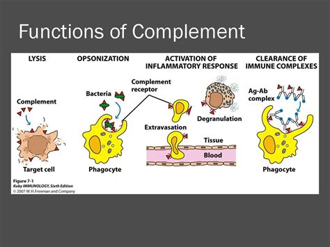 Chapter 6 The Complement System Ppt Download