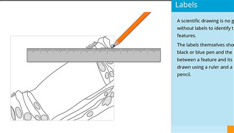 Scientific Drawing High Power Micrograph Labsim