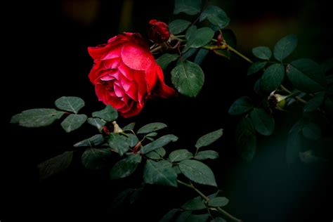 Картинка На Рабочий Стол Роза На Черном Фоне 66 фото