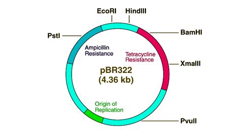 Plasmid Dna Map