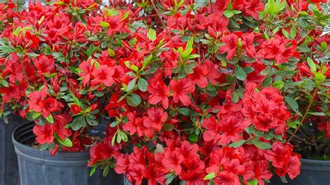 نازبو معرفی گل آزالیا