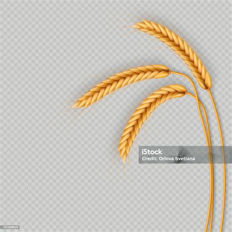 밀 귀의 무리 투명 한 배경에 고립 된 건조 된 전체 곡물 현실적인 일러스트 프레임 베이커리 개체 템플릿입니다 밀 귀 화환 Eps 10 3차원 형태에 대한 스톡 벡터 아트