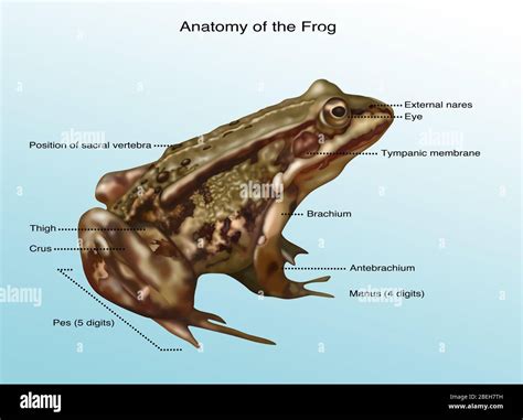 External Anatomy Of The Frog The Internal Organs Of A Frog Stockfoto