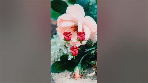 안성훈 엄마꽃 Youtube