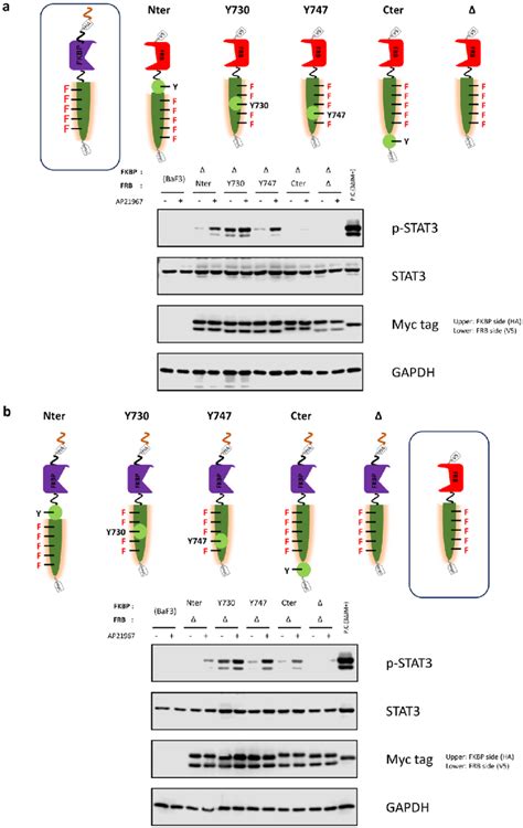 Investigating Positional Effects For A Tyrosine Motif The