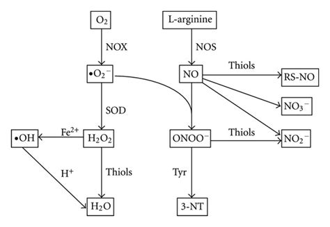 Reactive Oxygen And Nitrogen Species And Redox Relevant Molecules In Download Scientific