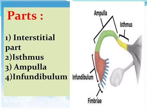 Female Reproductive System Pptx