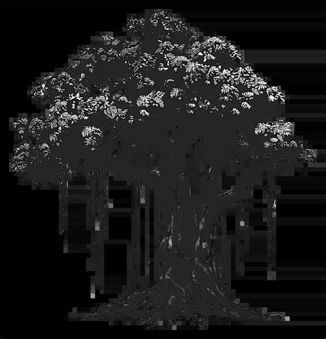 榕树 大而下垂的树，树枝扭曲 图巨人 花瓣网