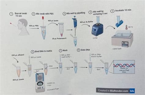Solved During The Extraction Of Dna From Cheek Cells In The